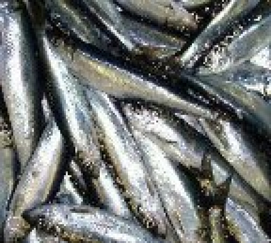 Du poisson dans l'assiette