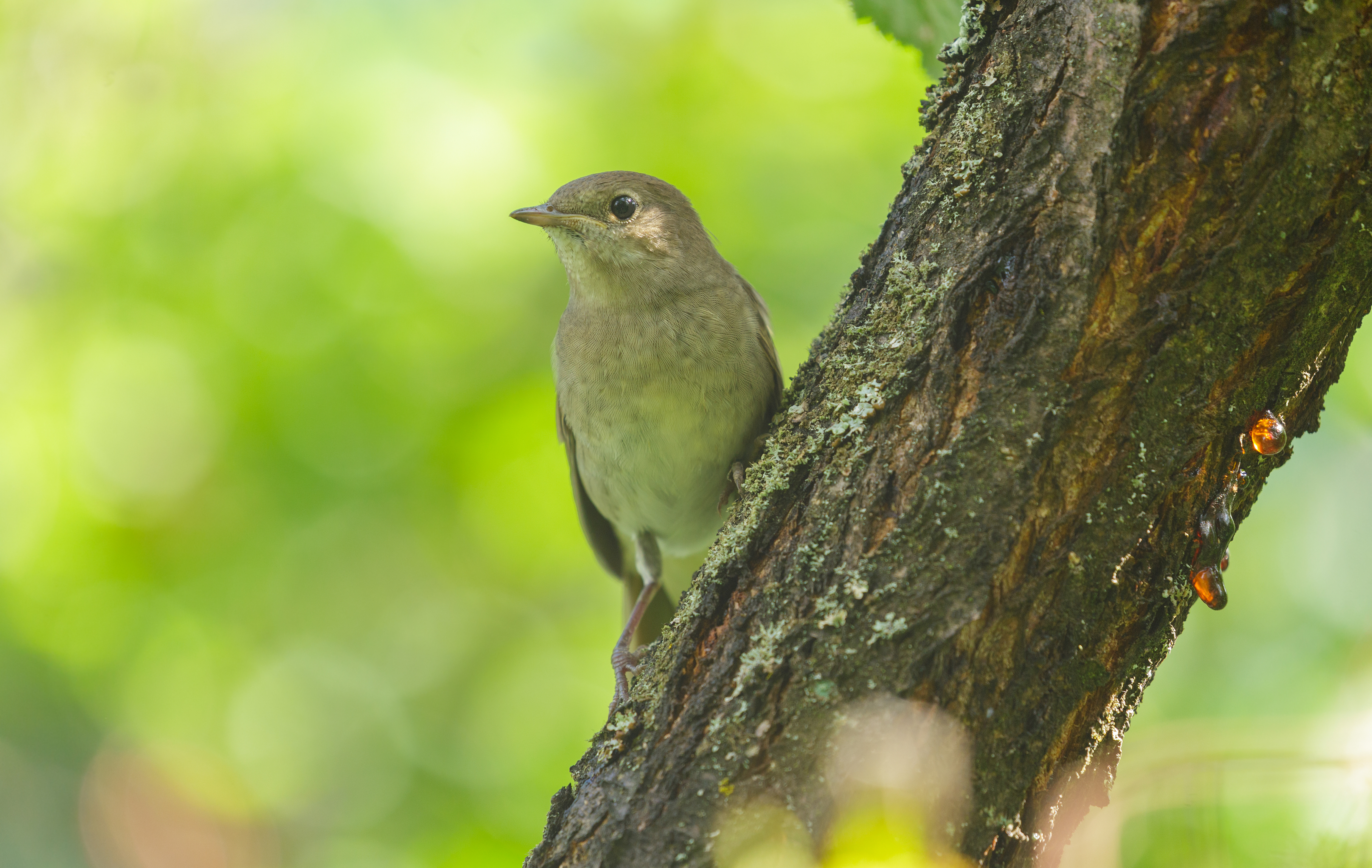 6 conseils pour prendre soin des oiseaux au jardin l’été